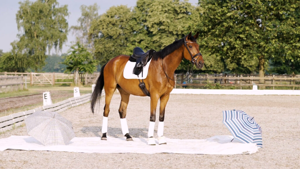 Will Rogers Approach – Horse training